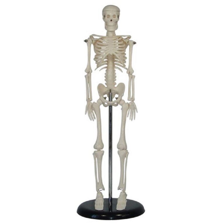 Esqueleto Humano con Soporte - 45 cm - Bioquimica.cl